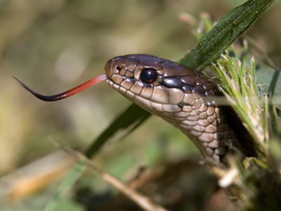 Hide and Seek With Snakes - Ontario Nature