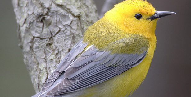 Dreaming of Spring Birding - Ontario Nature