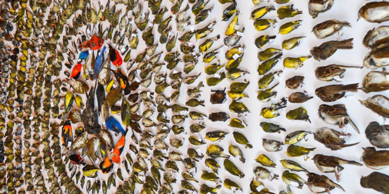 Tips For Helping an Injured Bird - What you should do - Ontario Nature