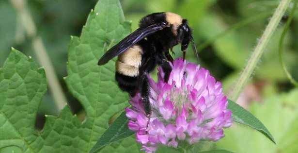 Wild Bees in Trouble - Ontario Nature