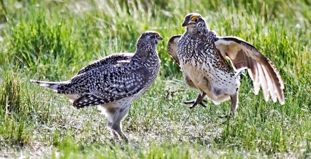 Sharp-tailed Grouse Courtship - Ontario Nature