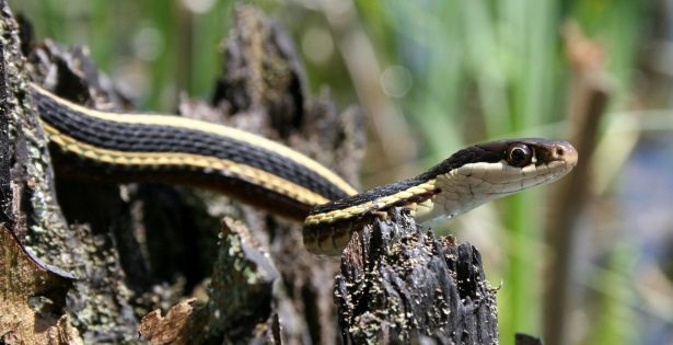 What's up with the snakes? - Ontario Nature