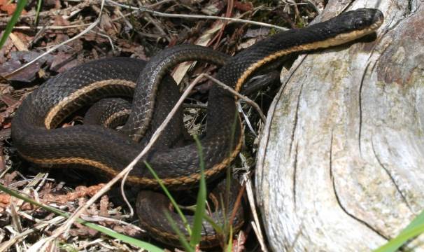 Eight Ways to Endure the Perils of Field Work - Ontario Nature