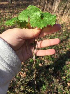 Recipe for a Successful Garlic Mustard Pull - Ontario Nature