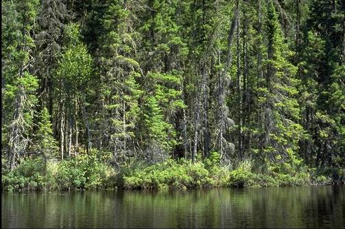 An Introduction to the Forest Stewardship Council - Ontario Nature