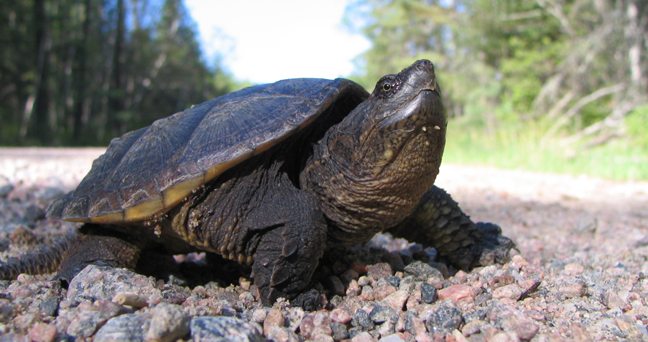 Time to Ban the Snapping Turtle Hunt - Ontario Nature