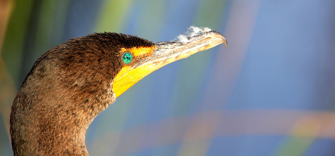 Debunking Cormorant Myths - Blog - Ontario Nature