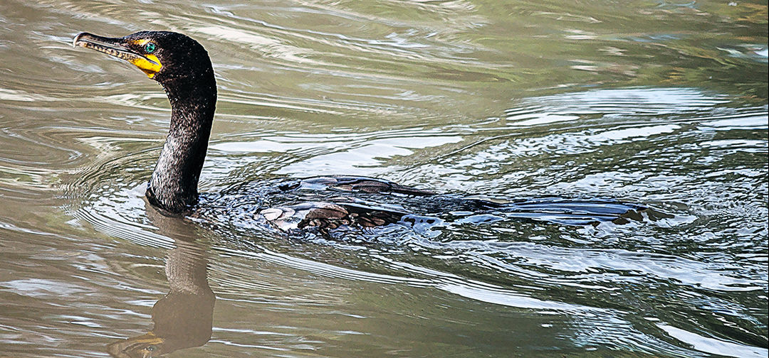 Debunking Cormorant Myths - Blog - Ontario Nature