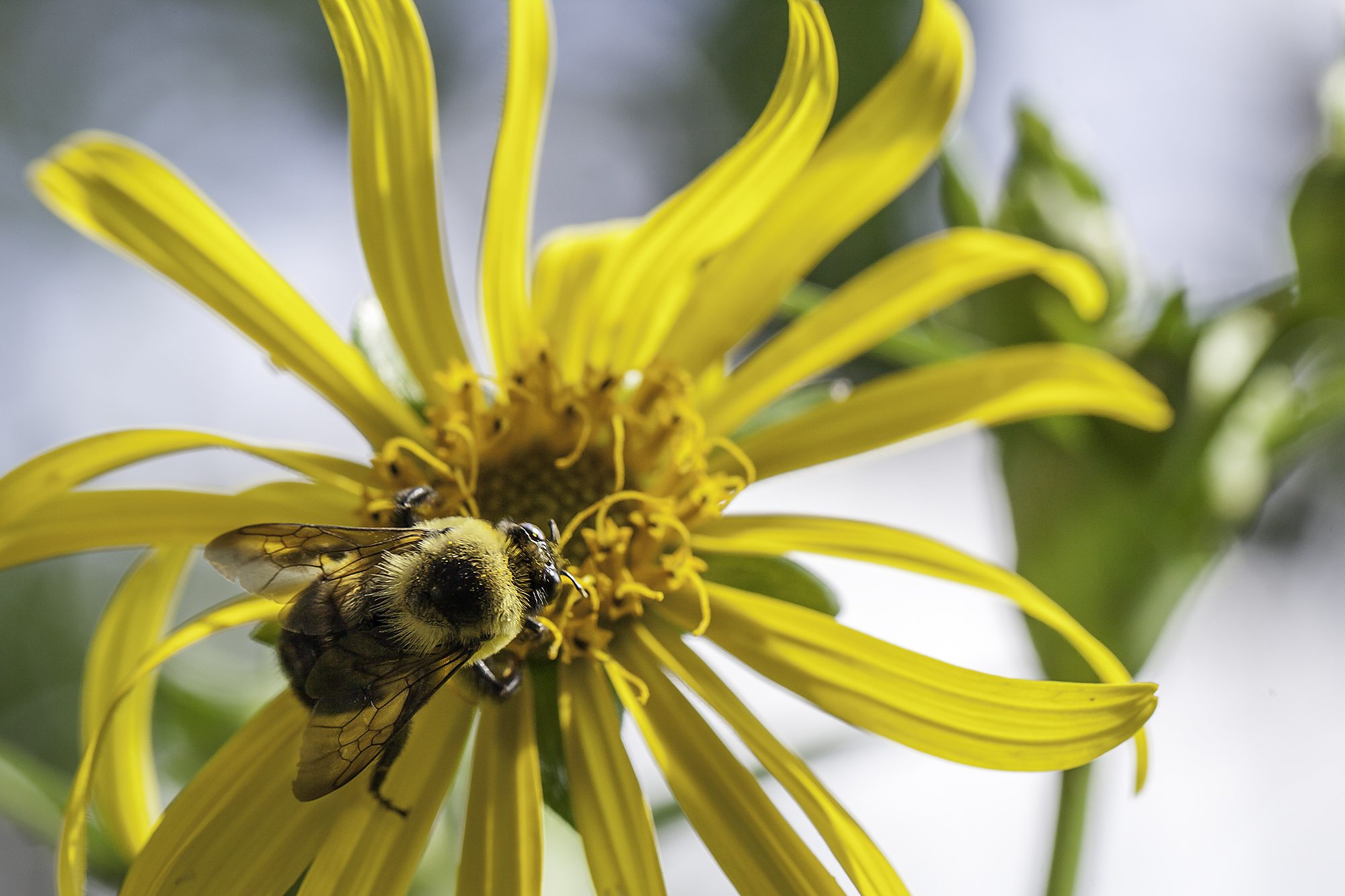 Let's Support Ontario's Wild Pollinators - Ontario Nature