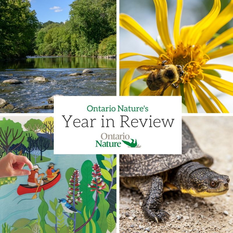 Reflecting Back on 2016 - Ontario Nature
