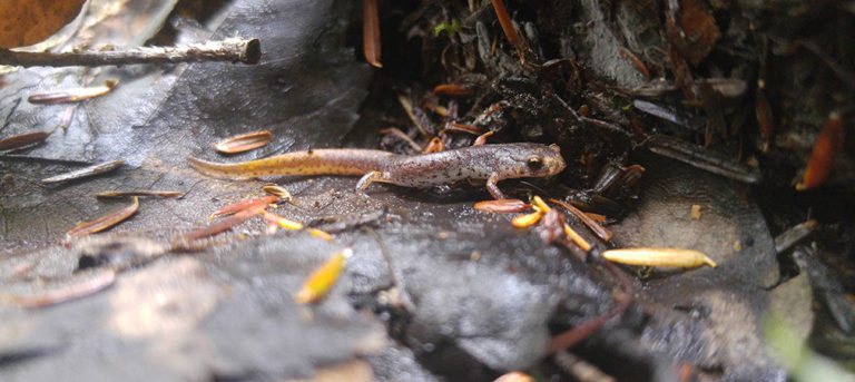 Top 4 Reasons Why Vernal Pools Merit Our Attention on World Wetlands ...