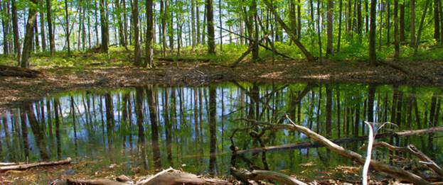 Top 4 Reasons Why Vernal Pools Merit Our Attention on World Wetlands ...