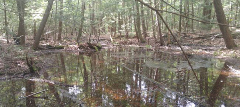 Top 4 Reasons Why Vernal Pools Merit Our Attention on World Wetlands ...