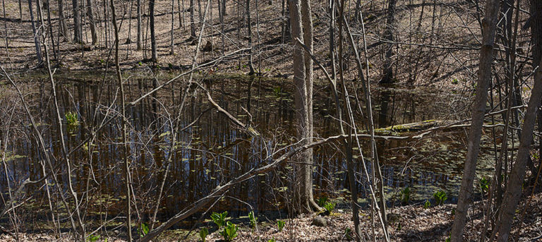 Top 4 Reasons Why Vernal Pools Merit Our Attention on World Wetlands ...