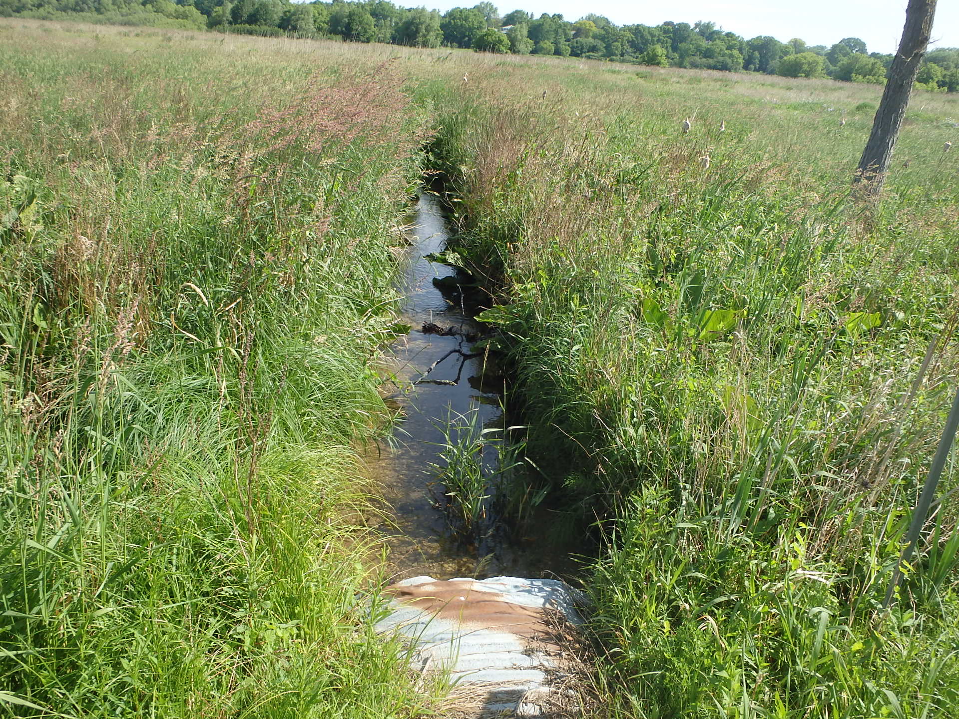 Expanding and Improving Habitat Along Bauman Creek: A cold-water Stream ...