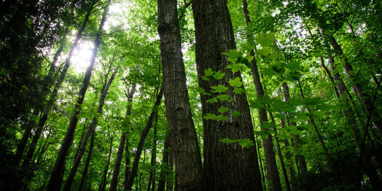 Top 10 Reasons for Protected Areas - Ontario Nature