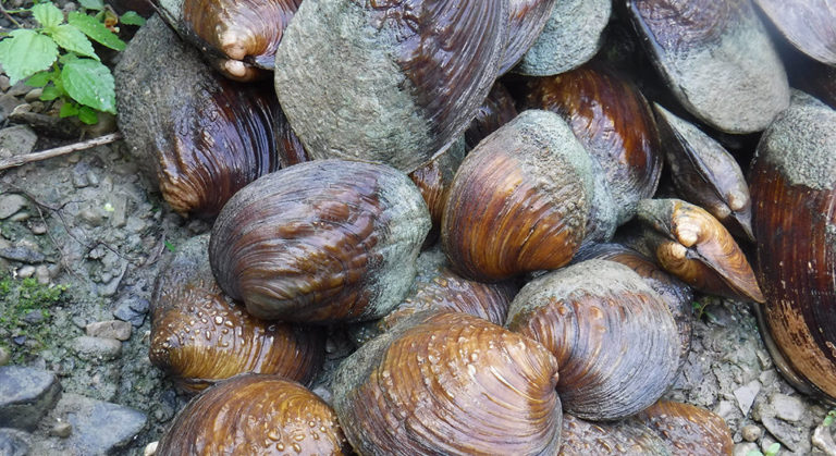 The wild, weird world of Ontario's freshwater mussels