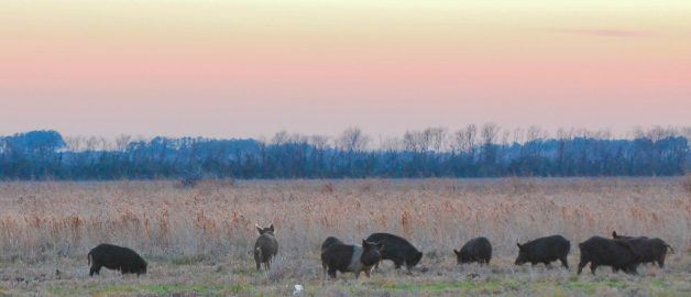 Ontario's pig problem: Invasive wild boar sightings in Ontario