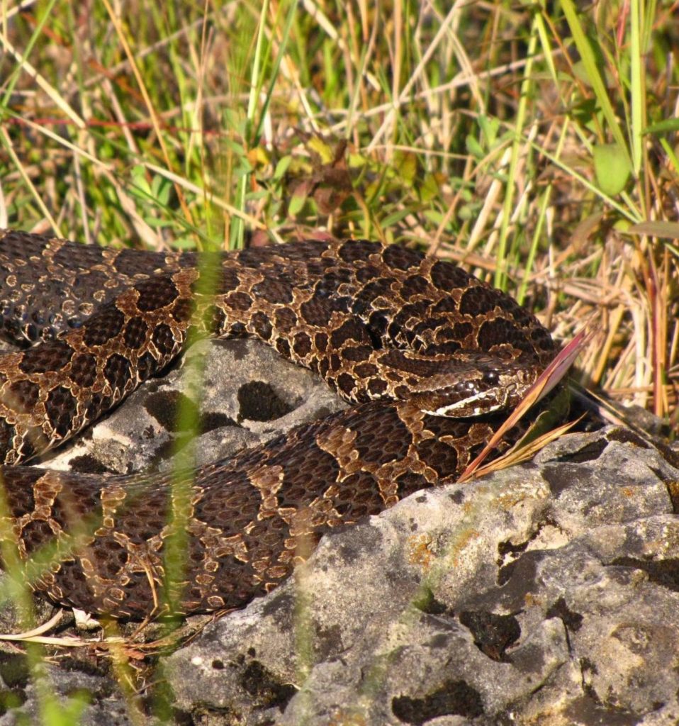 Bruce_Alvar_Nature_Reserve_Massasauga rattlesnake1_Tracy_Parker ...