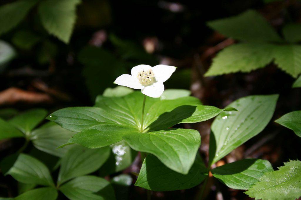 Sauble Dunes Nature Reserve | Nature Conservation in Ontario