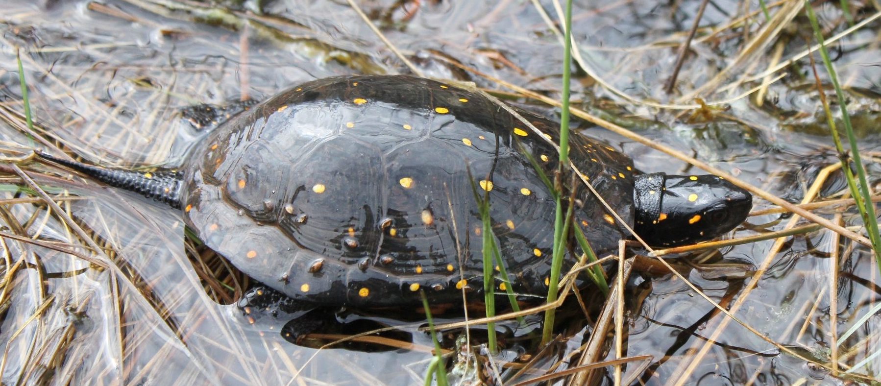 Top 10 Reasons for Protected Areas - Ontario Nature