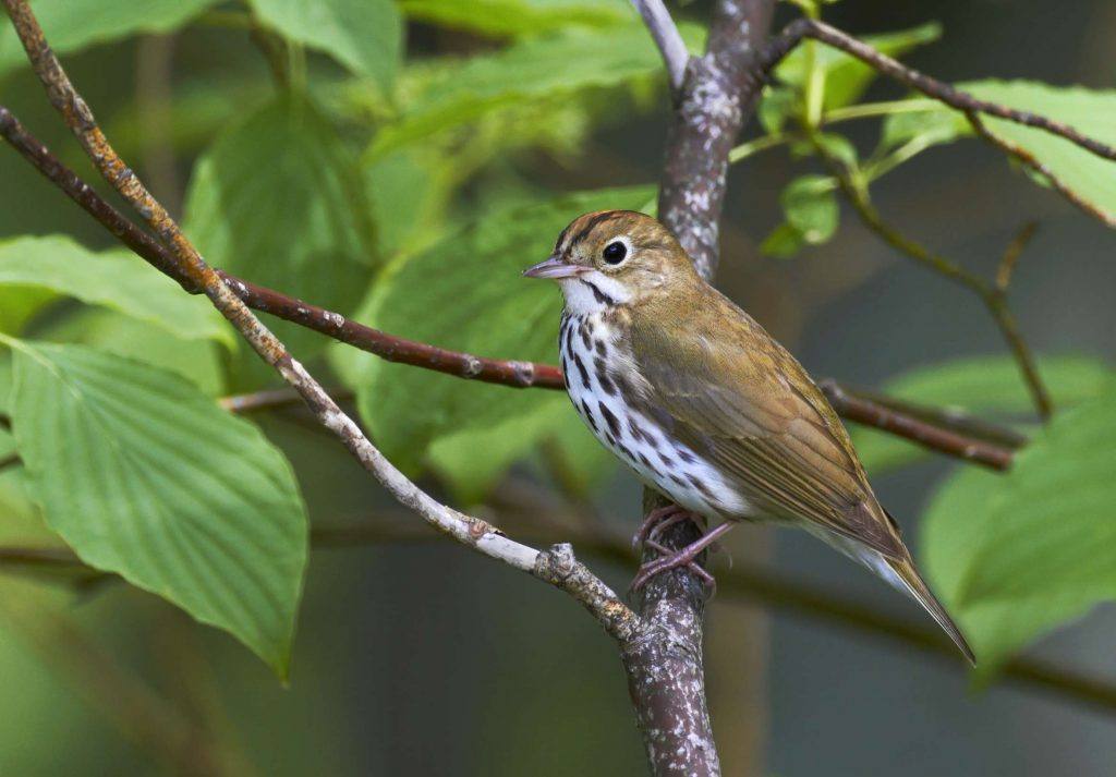 Migratory Birds | Ontario nature | Nature Conservation Organization