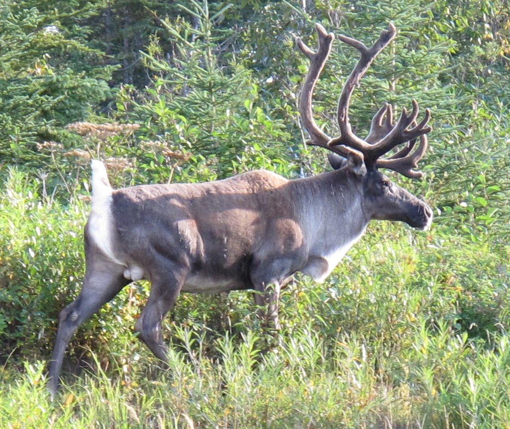 Keeping Caribou in Ontario - Ontario Nature
