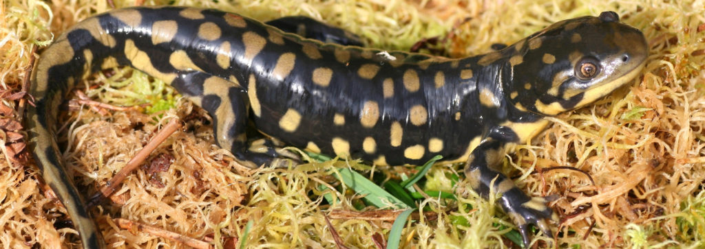 » ORAA Gillingwater Eastern Tiger Salamander_banner