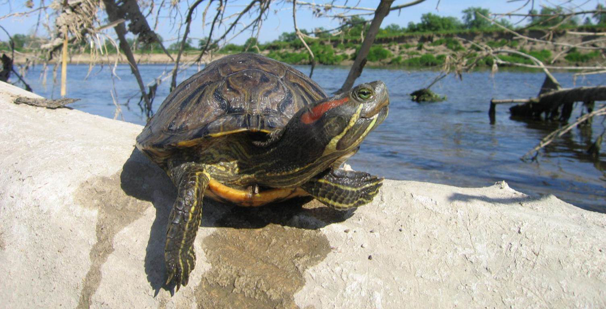 Non-Native Species | Ontario Nature | Advocate for Nature