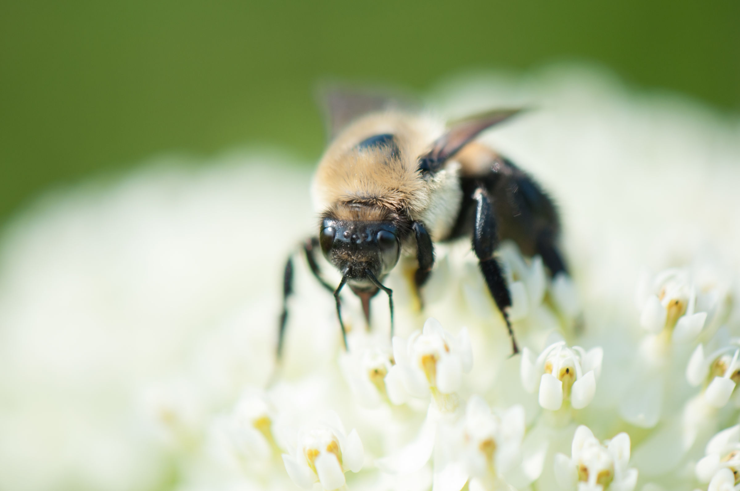 Protect Pollinators in Ontario