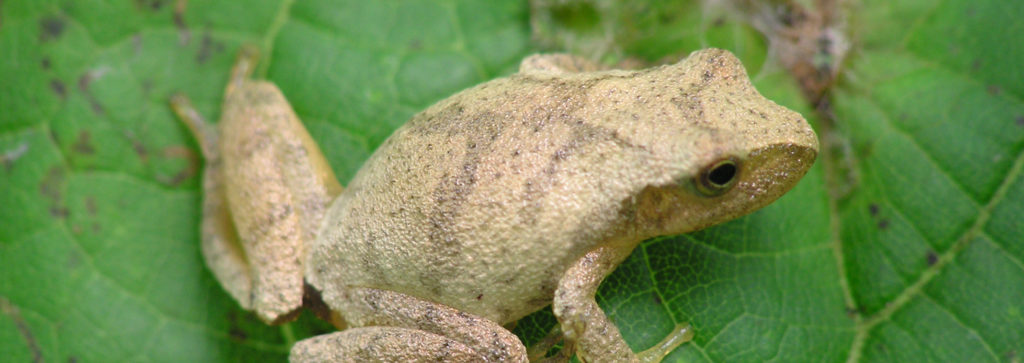 spring peeper - Ontario Nature