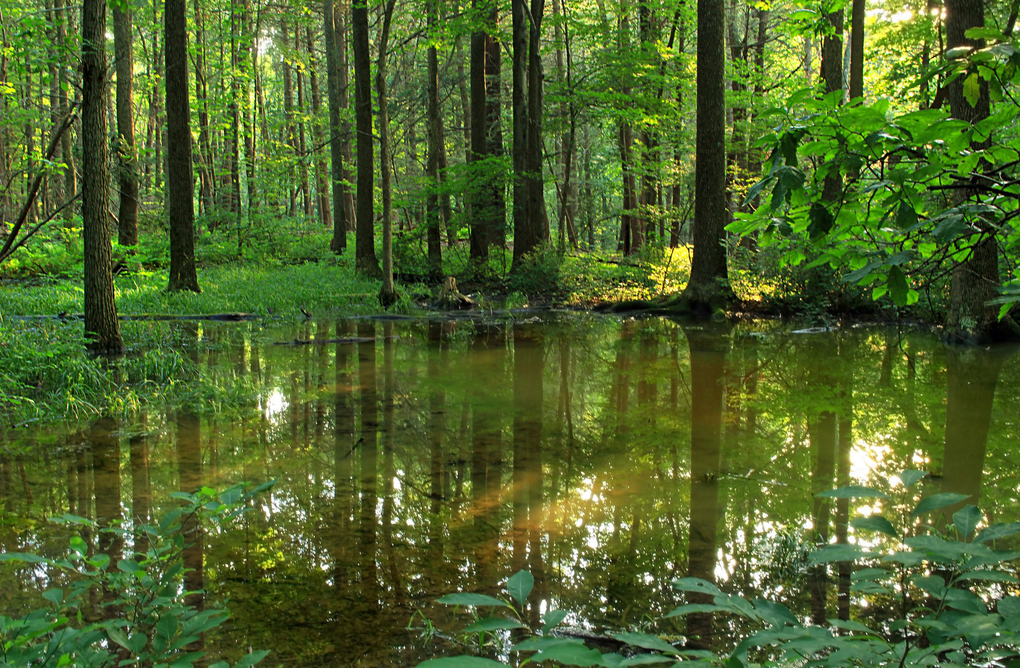 Green Eggs and… Spotted Salamanders? - Ontario Nature