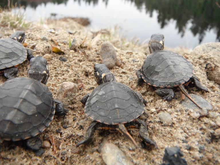 Frequently Asked Questions Turtles And Turtle Nests Ontario Nature