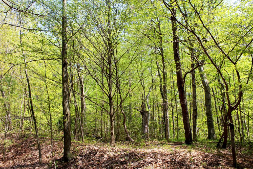 Discovering Blair’s Grove: A Secret Patch of Biodiversity - Ontario Nature