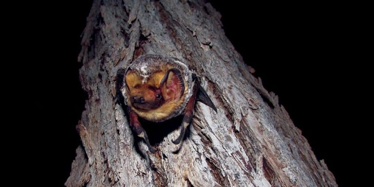 Ontario Bat Guide - Learn About Local Species - Ontario Nature