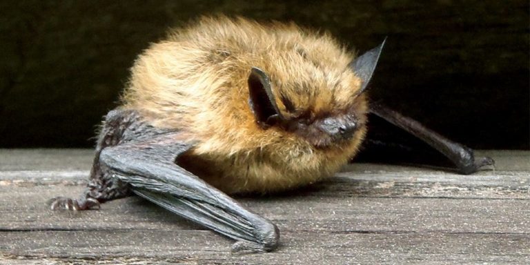 Ontario Bat Guide - Learn About Local Species - Ontario Nature