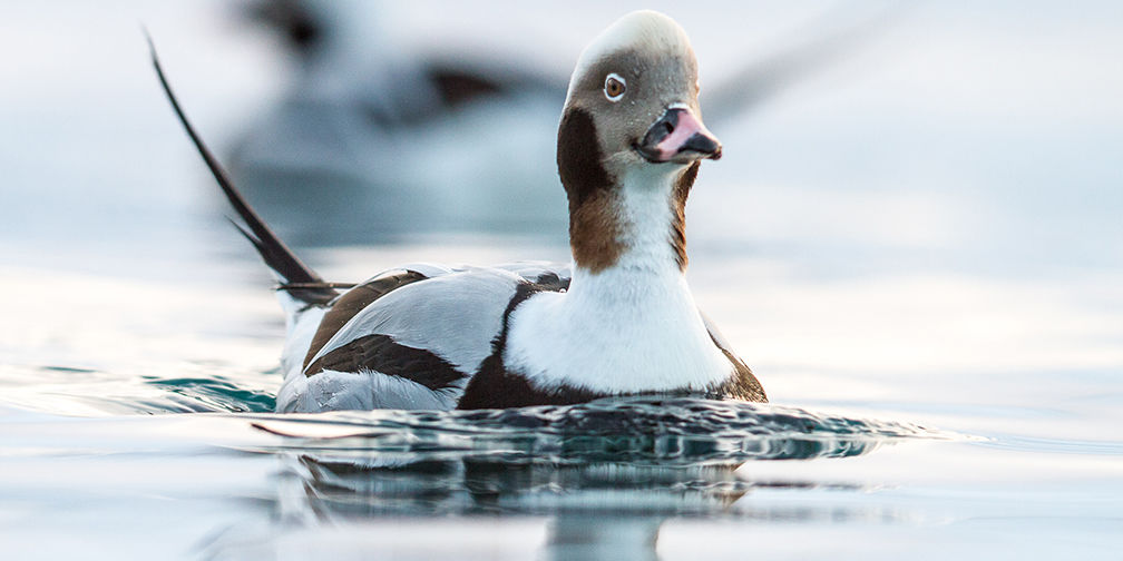 Join a local Christmas Bird Count This Holiday Season! - Ontario Nature