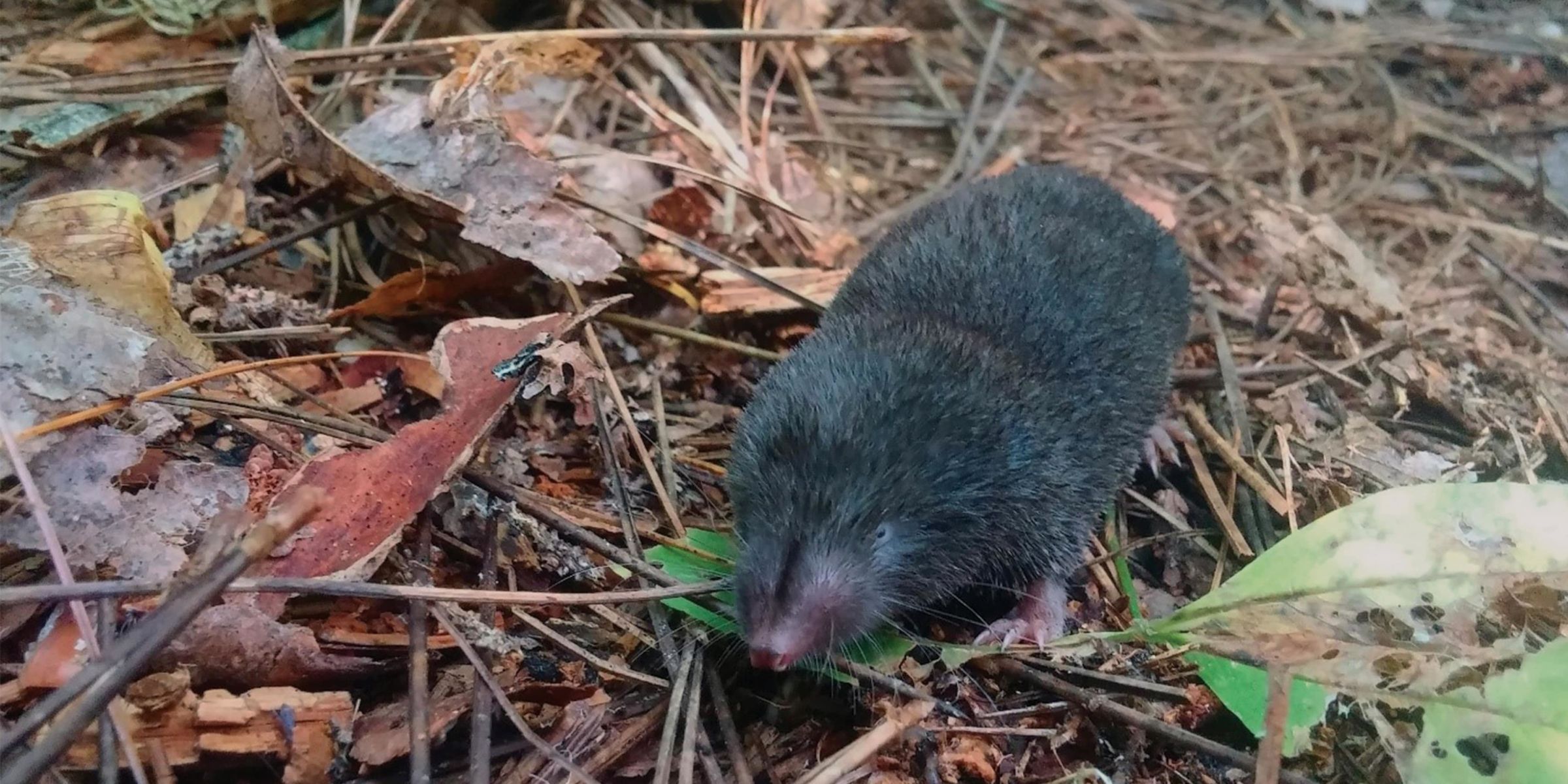Studying "smammals" in Algonquin Park - Ontario Nature