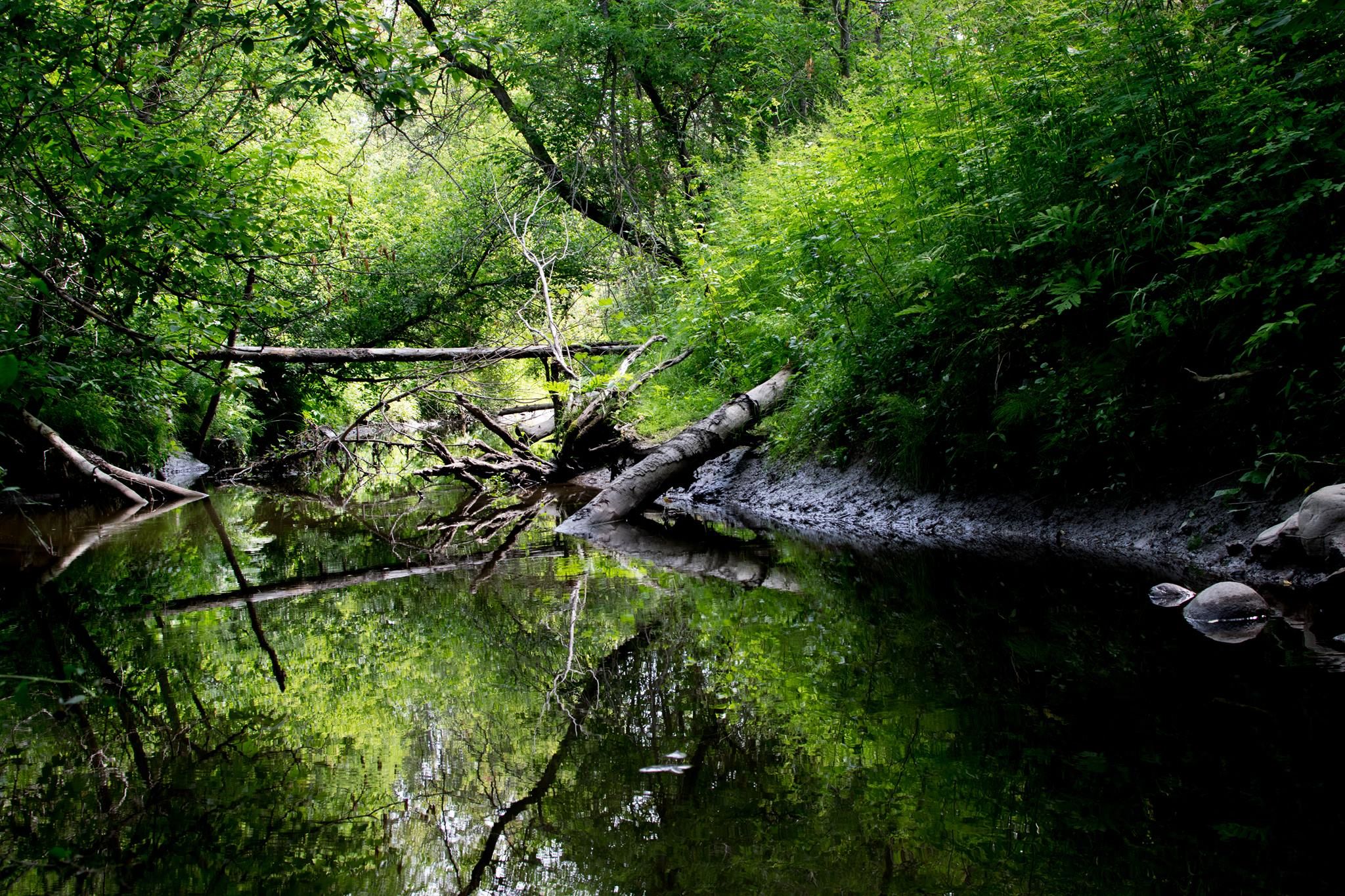 Restoring Junction Creek's Natural Beauty - Ontario Nature