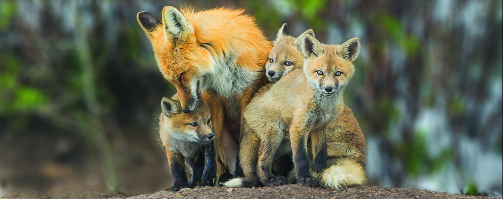 Three Red Fox Kits Compete for Attention - Ontario Nature