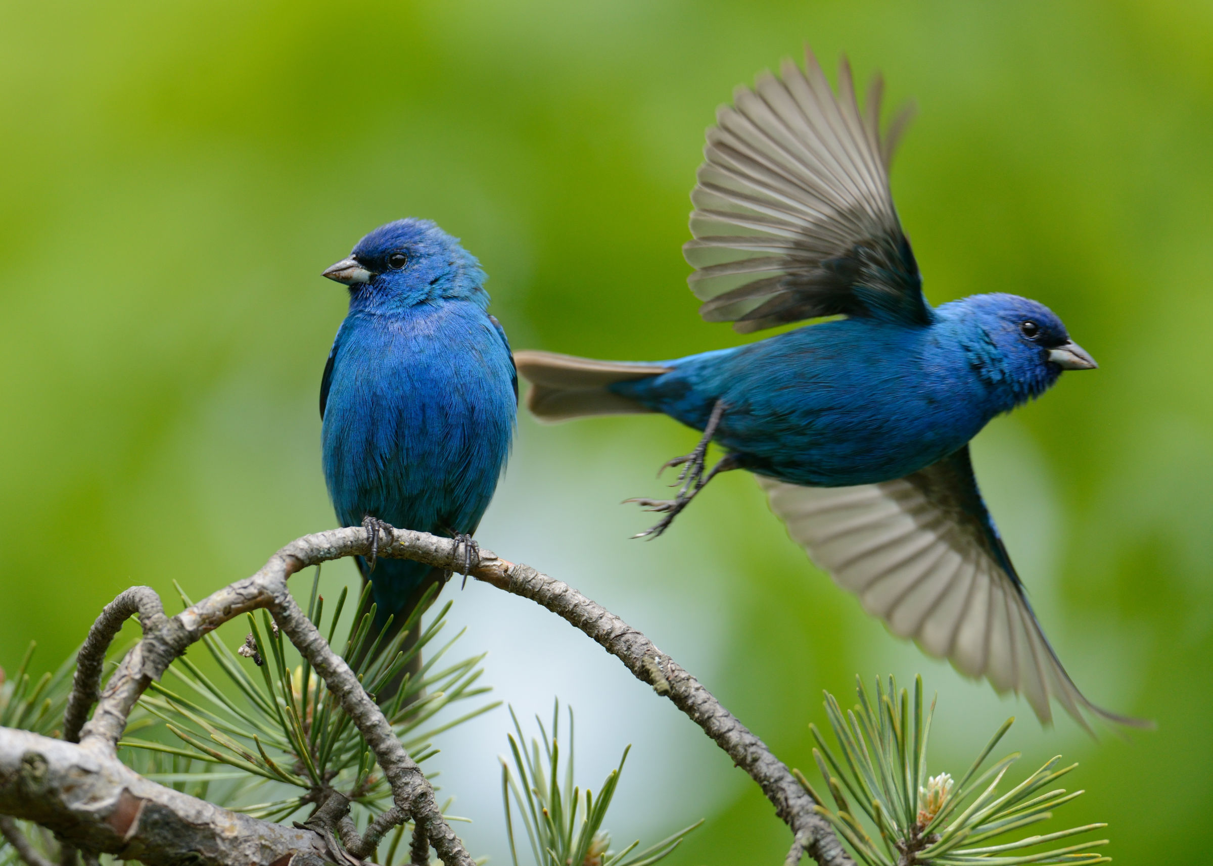 Ontario Breeding Bird Atlas