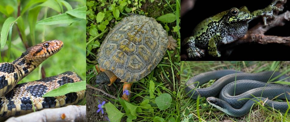 Changes Ahead for the Reptile and Amphibian Atlas - Ontario Nature