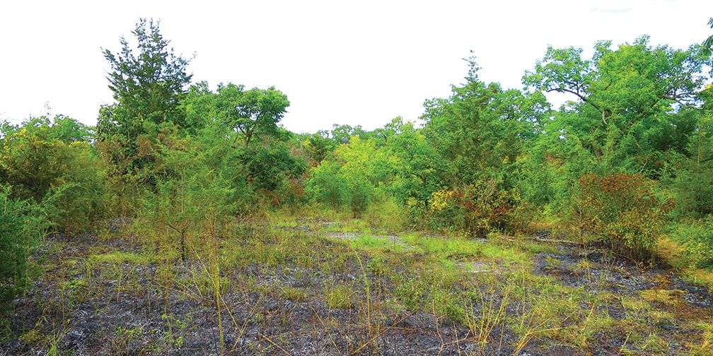 Stone Road Alvar Nature Reserve | Nature Conservation in Ontario