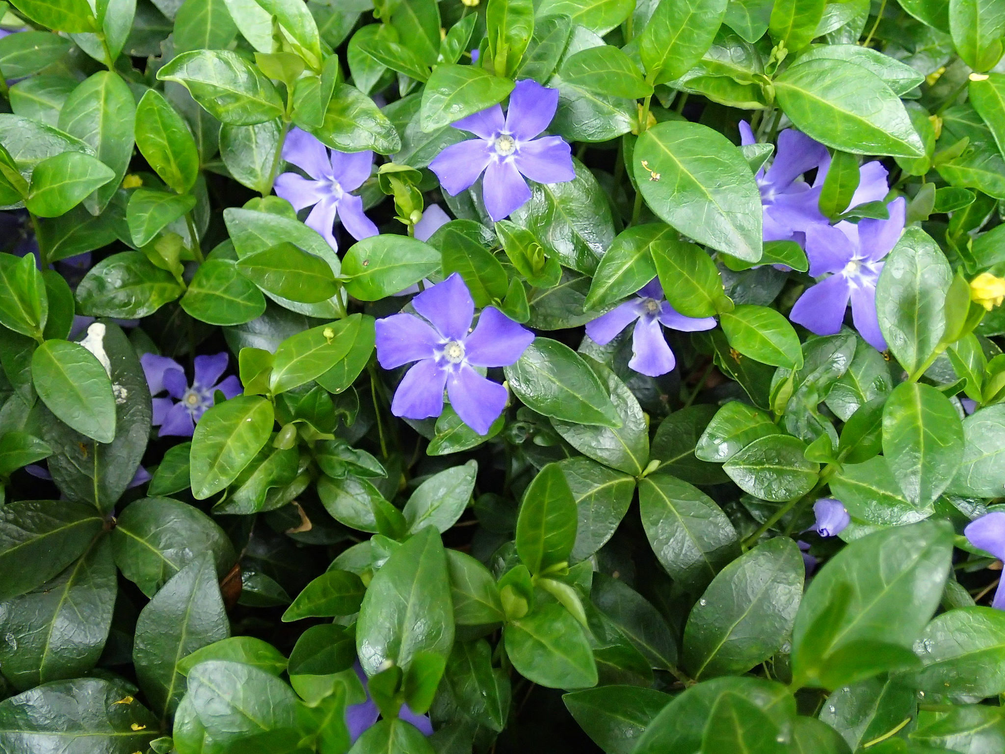 Removing Plant Invaders! - Ontario Nature