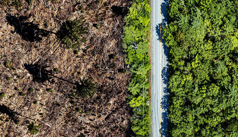 Ontario's Forest Sector Strategy - Ontario Nature
