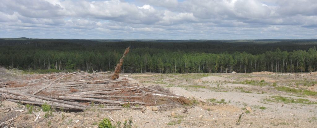 Sharing Our Forests - Ontario Nature