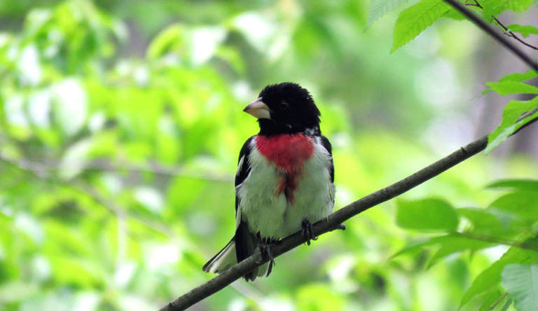 The Wainfleet Bog: Heart and Lungs of the Niagara Peninsula Watershed ...