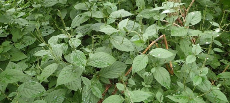 Japanese chaff-flower: an unwanted addition to our flora - Ontario Nature