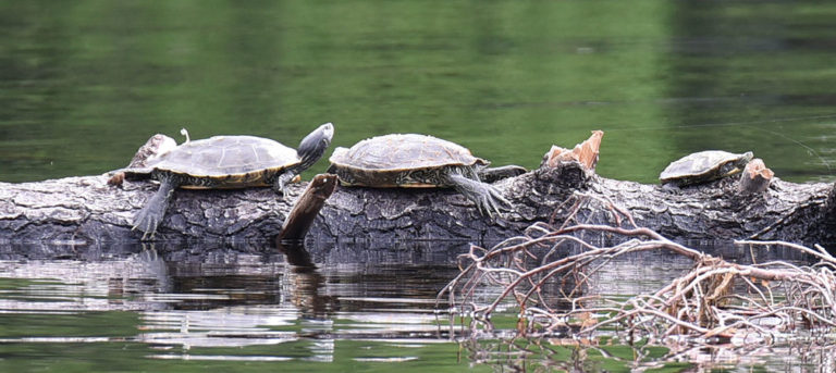 Local Support Overflows for Jack Lake - Ontario Nature