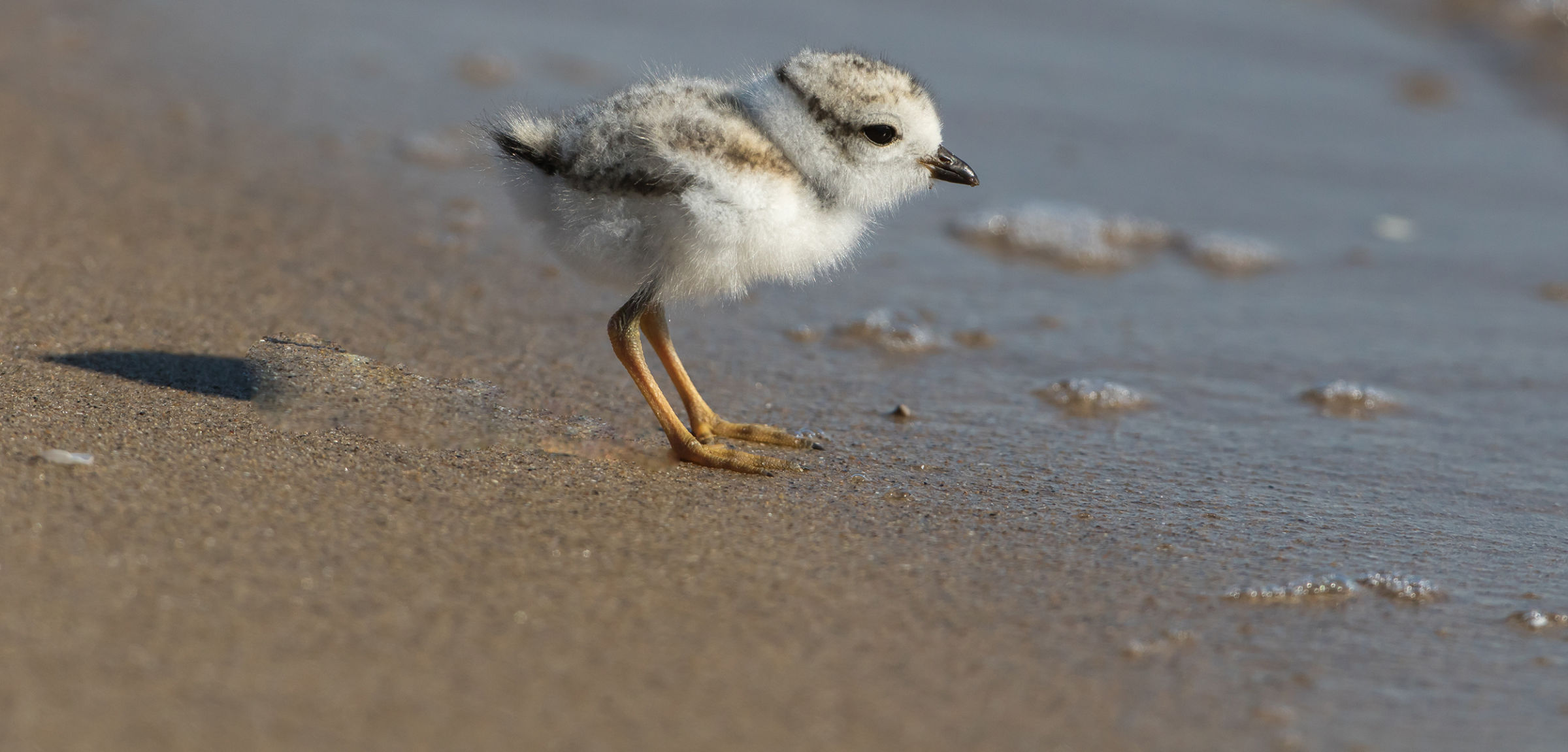 Wanton Disregard - Ontario Nature